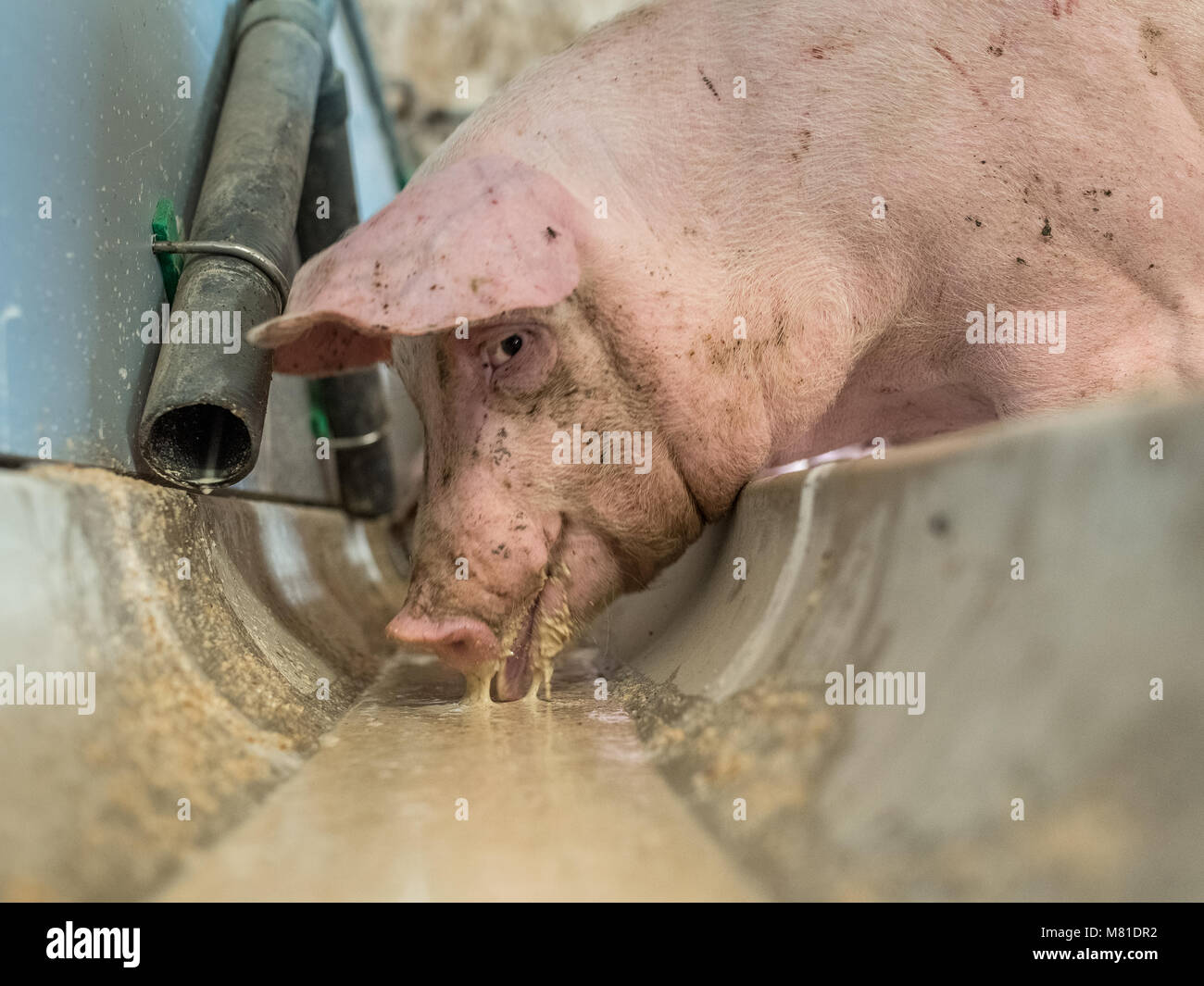 Pigs eating 47 Stock Photo - Alamy