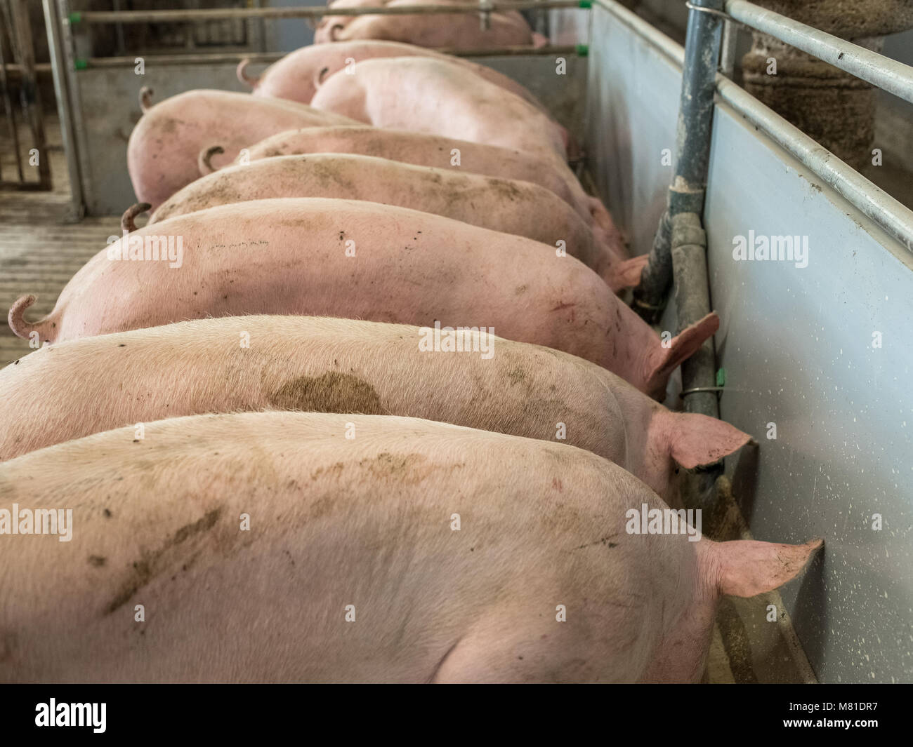Pigs eating 48 Stock Photo - Alamy
