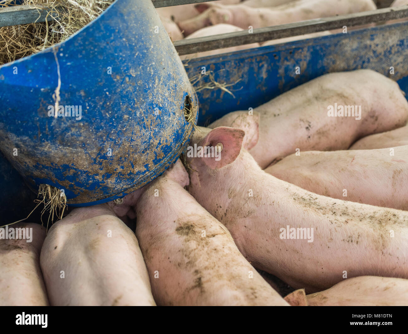 Pigs hay feeding 1 Stock Photo - Alamy