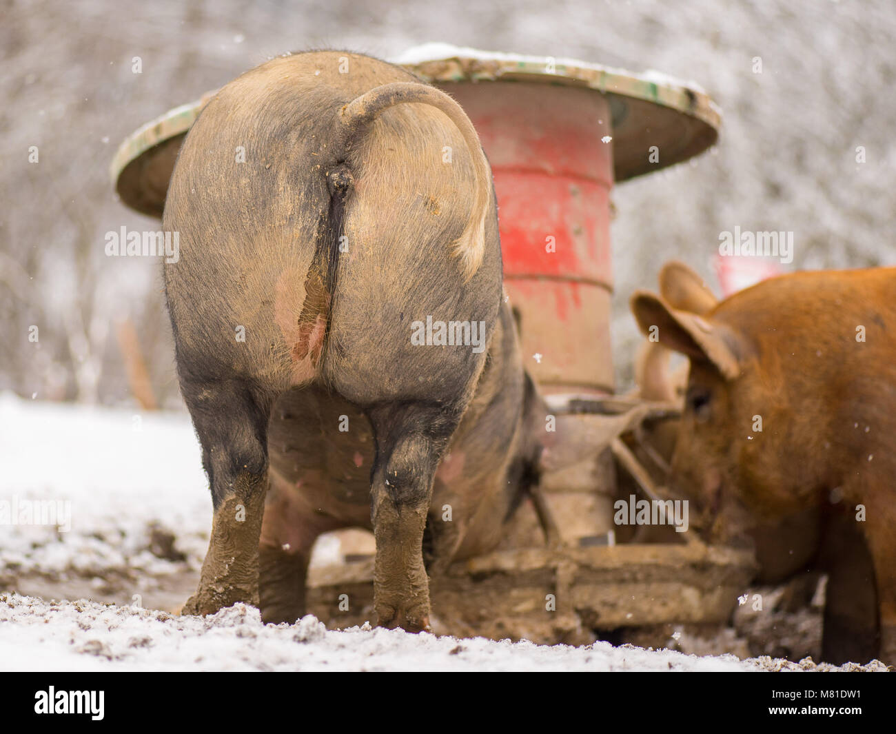 Pigs in the snow 10 Stock Photo - Alamy