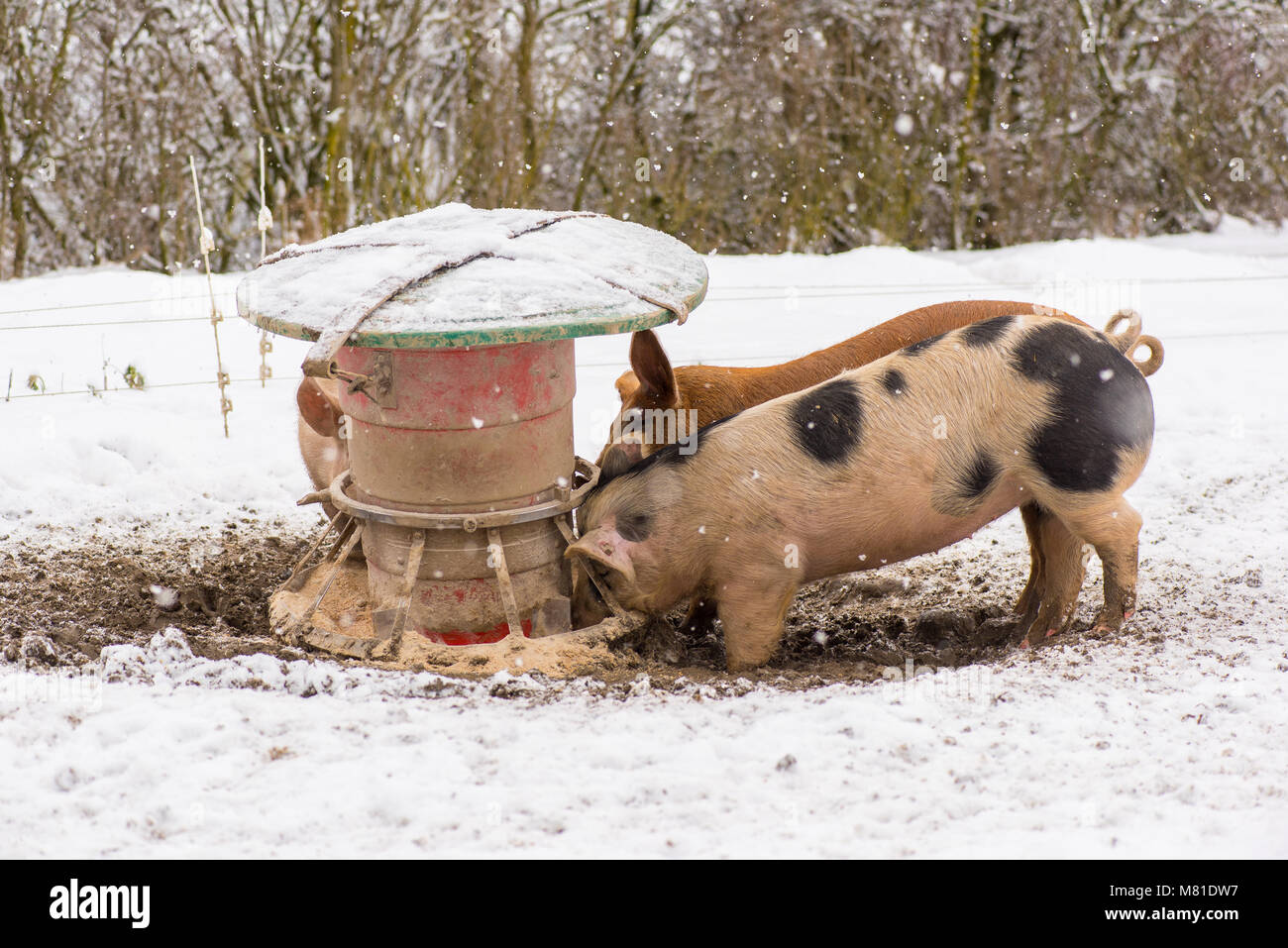 Pigs in the snow 12 Stock Photo - Alamy
