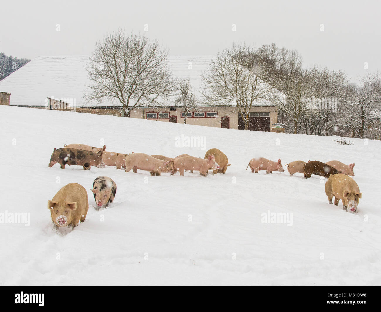 Pigs in the snow 14 Stock Photo - Alamy