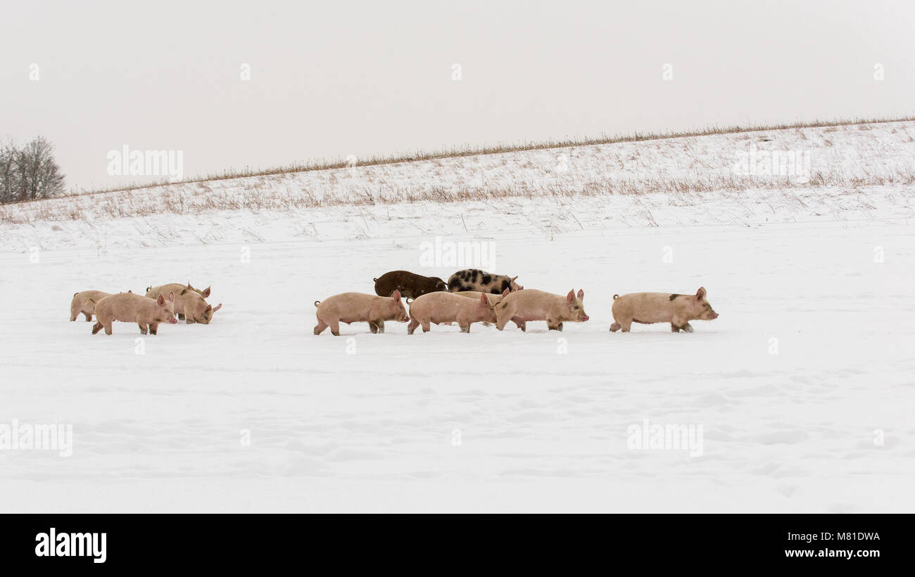 Pigs in the snow 16 Stock Photo - Alamy