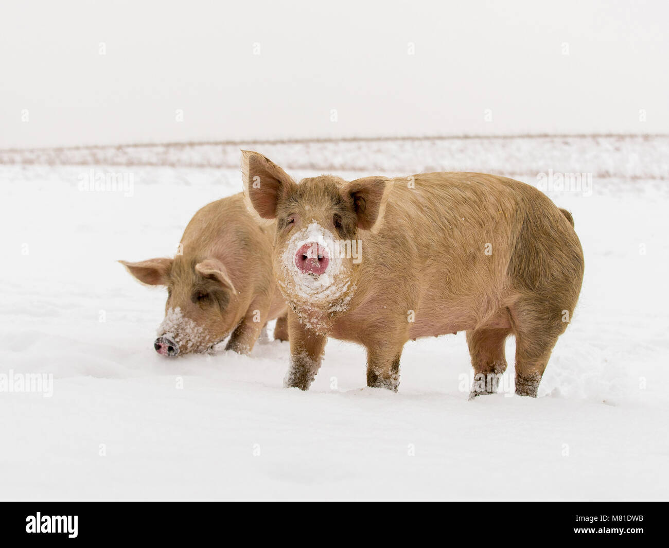 Farm pigs in snow hi-res stock photography and images - Alamy