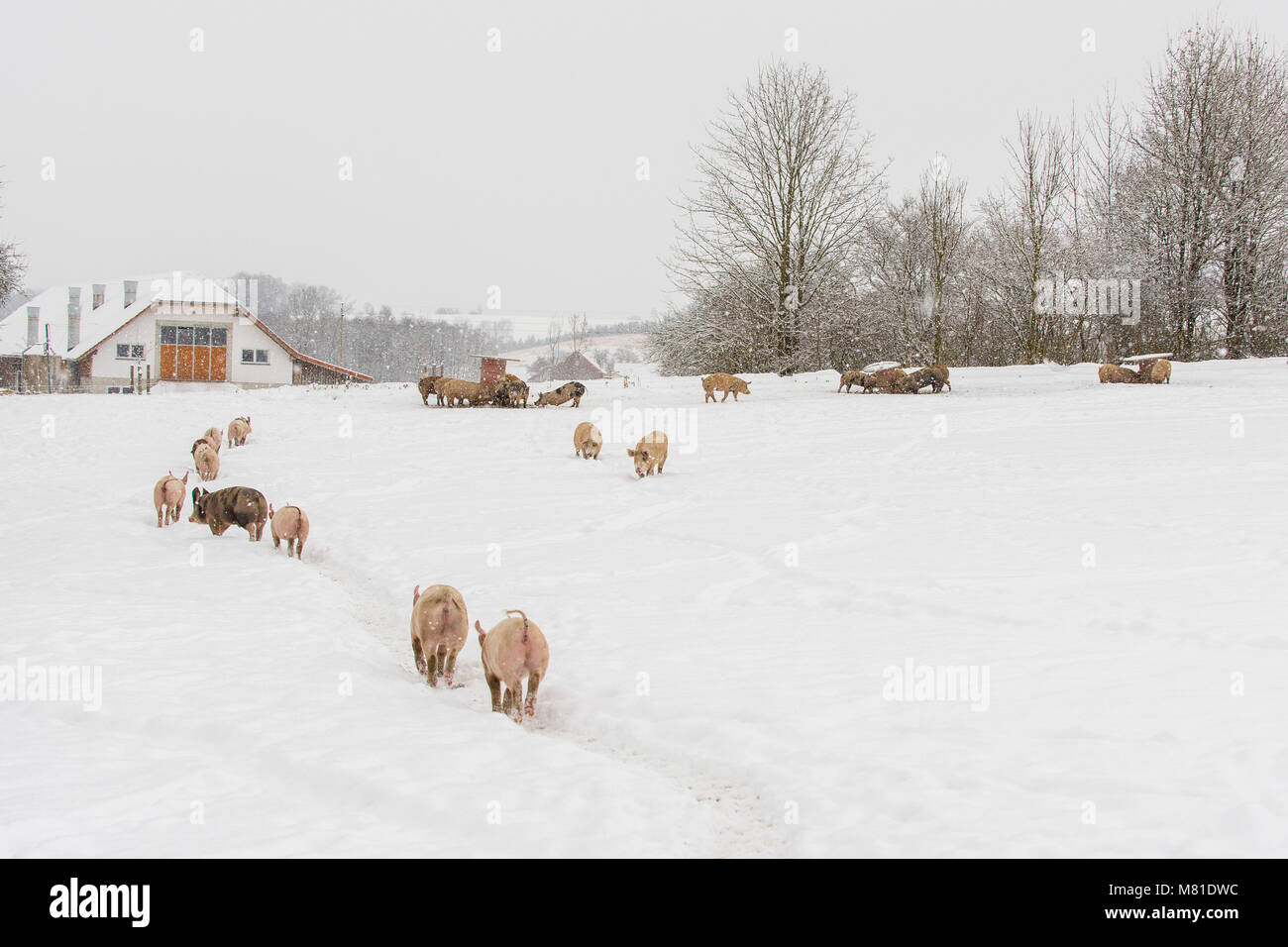 Pigs in the snow 18 Stock Photo - Alamy