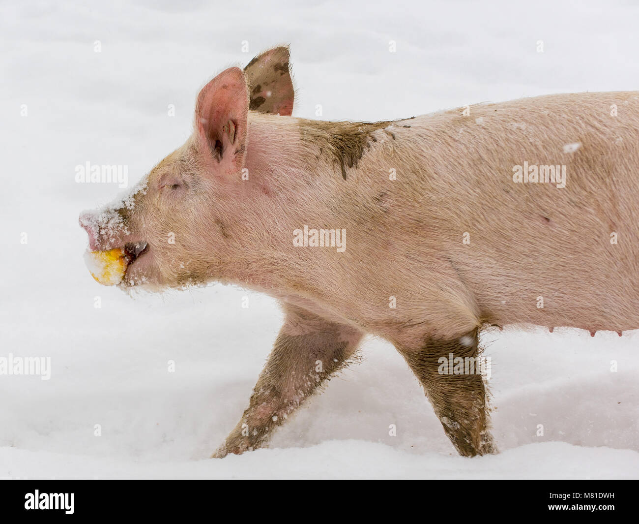Pigs in the snow 20 Stock Photo - Alamy
