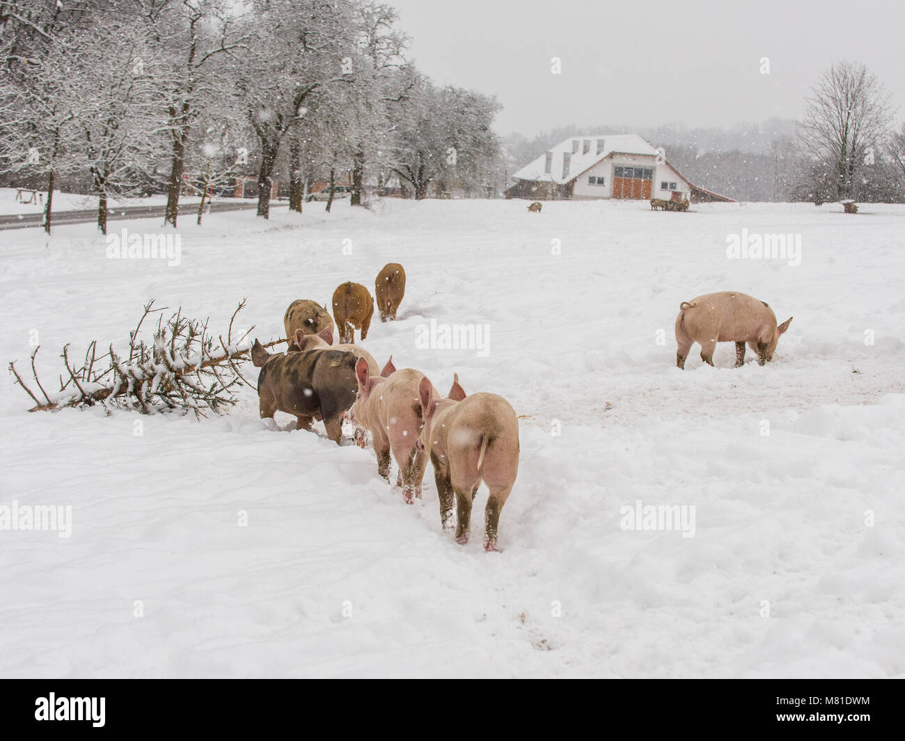 Pigs in the snow 22 Stock Photo - Alamy