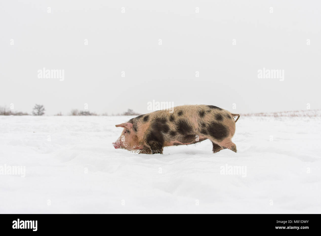 Pigs in the snow 24 Stock Photo - Alamy
