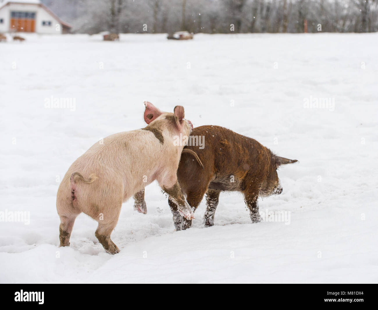 Pigs in the snow 27 Stock Photo - Alamy