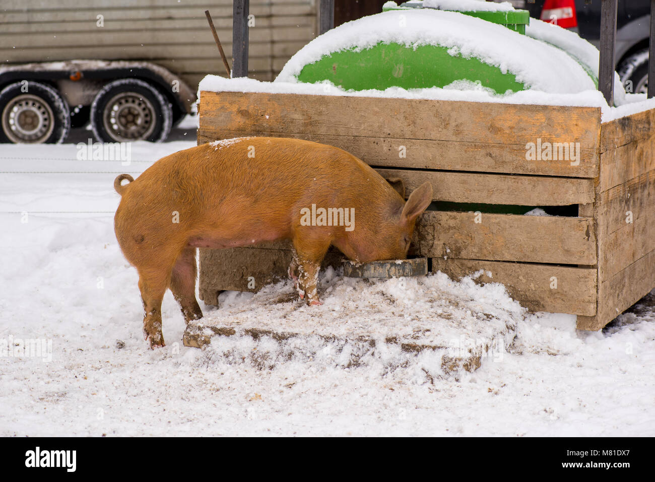 Pigs in the snow 3 Stock Photo - Alamy