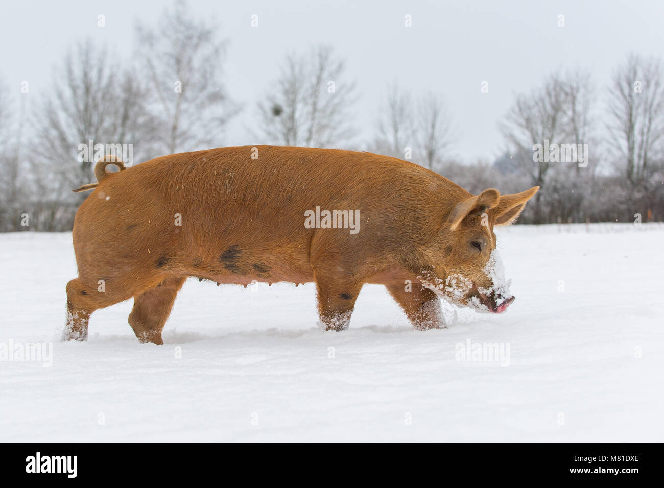 Pigs in the snow 33 Stock Photo - Alamy