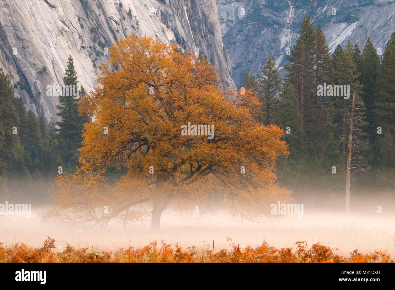 Black Oak Yosemite National Park California Stock Photo Alamy