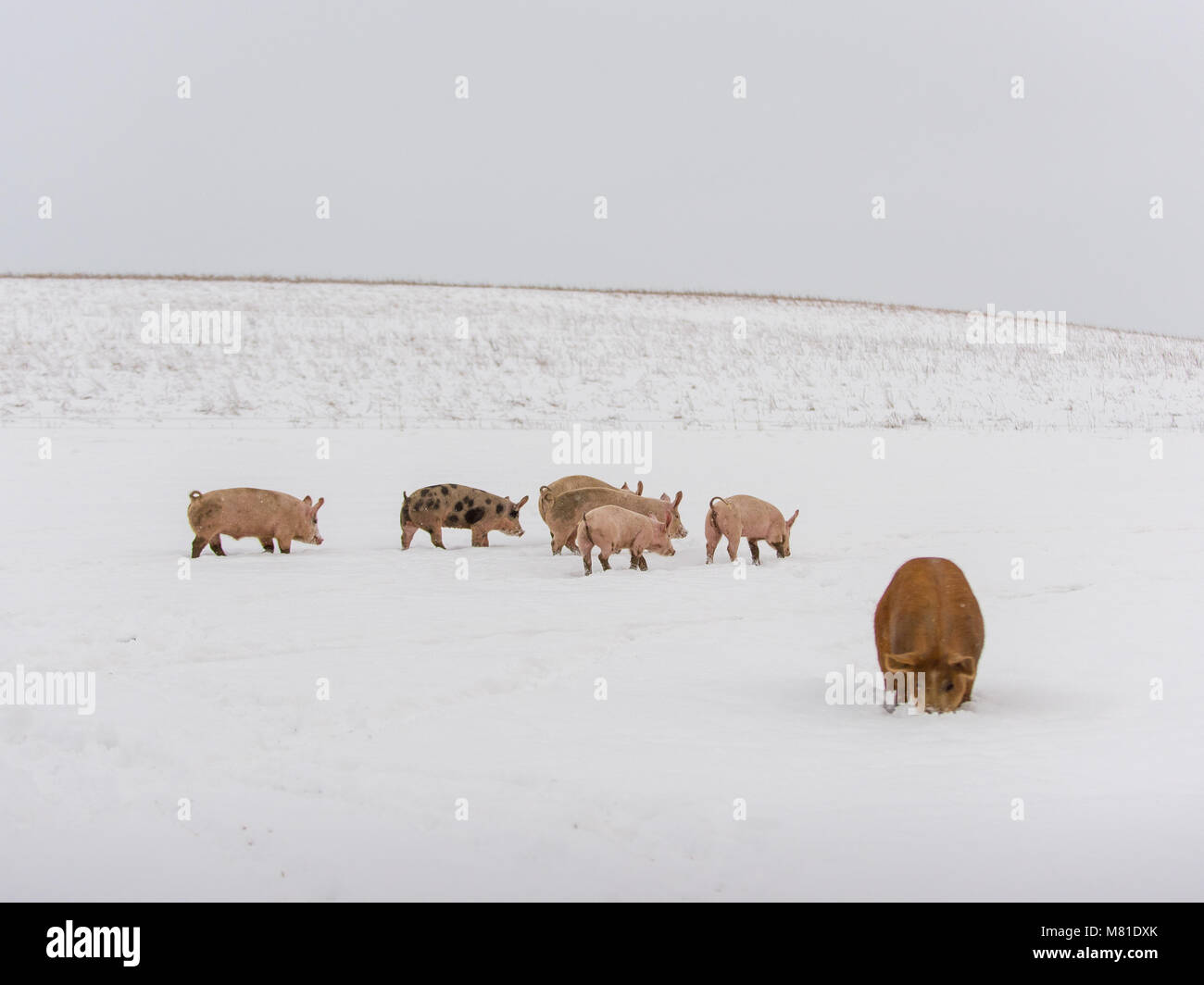 Pigs in the snow 37 Stock Photo - Alamy