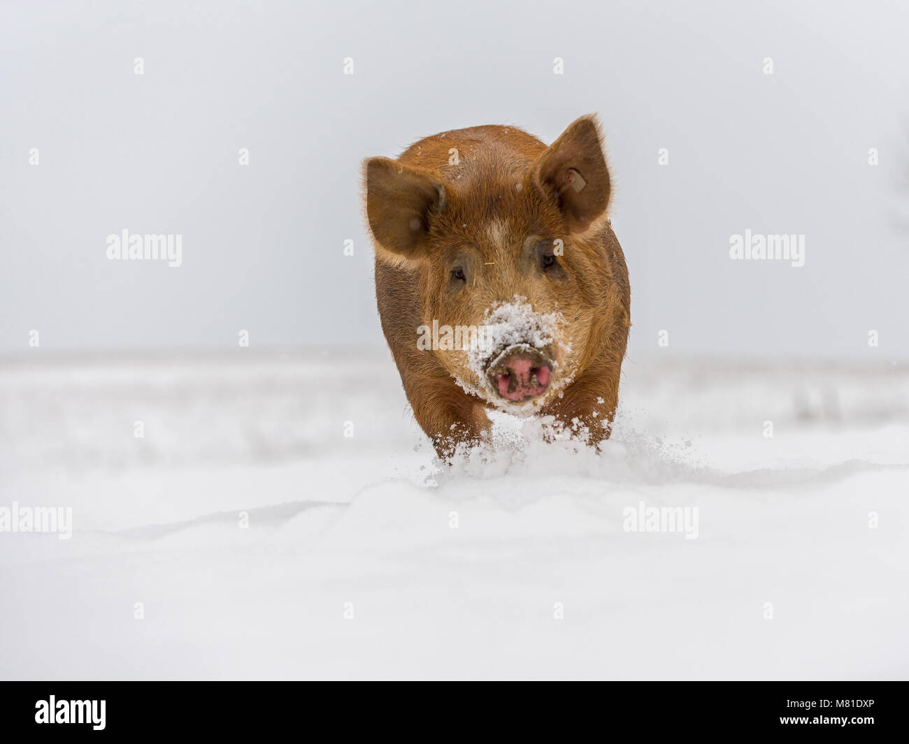 Organic farm fattening pigs hi-res stock photography and images - Alamy