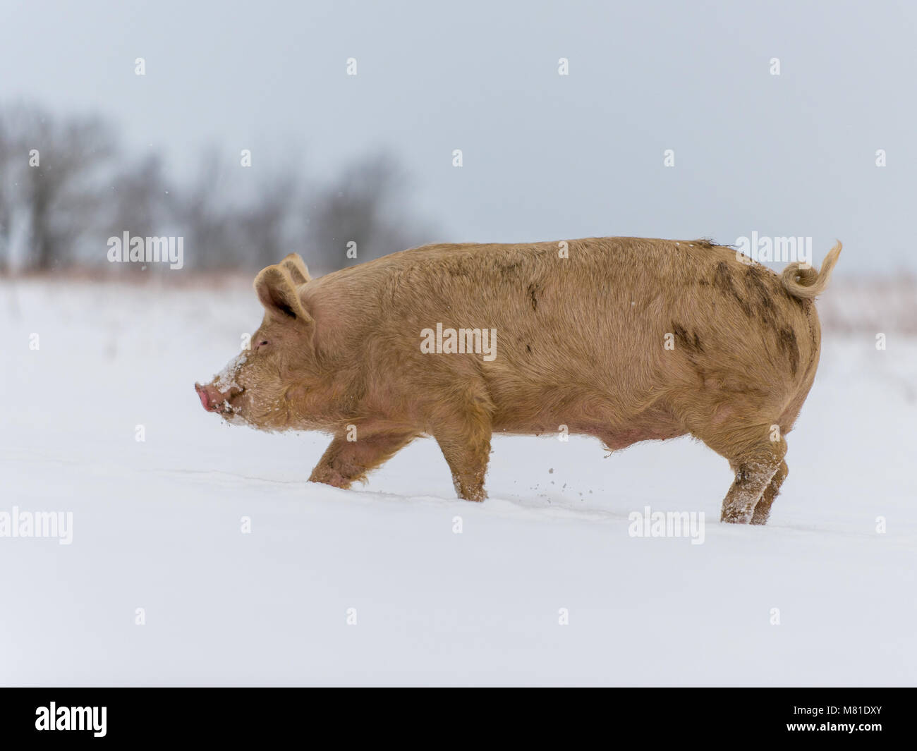 Pigs in the snow 41 Stock Photo - Alamy