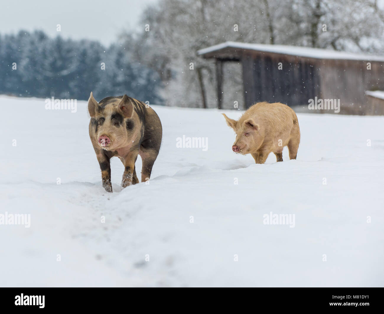 Pigs in the snow 43 Stock Photo - Alamy