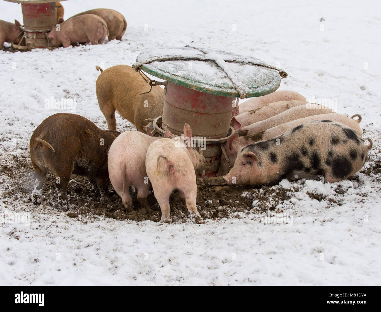 Pigs in the snow 46 Stock Photo - Alamy