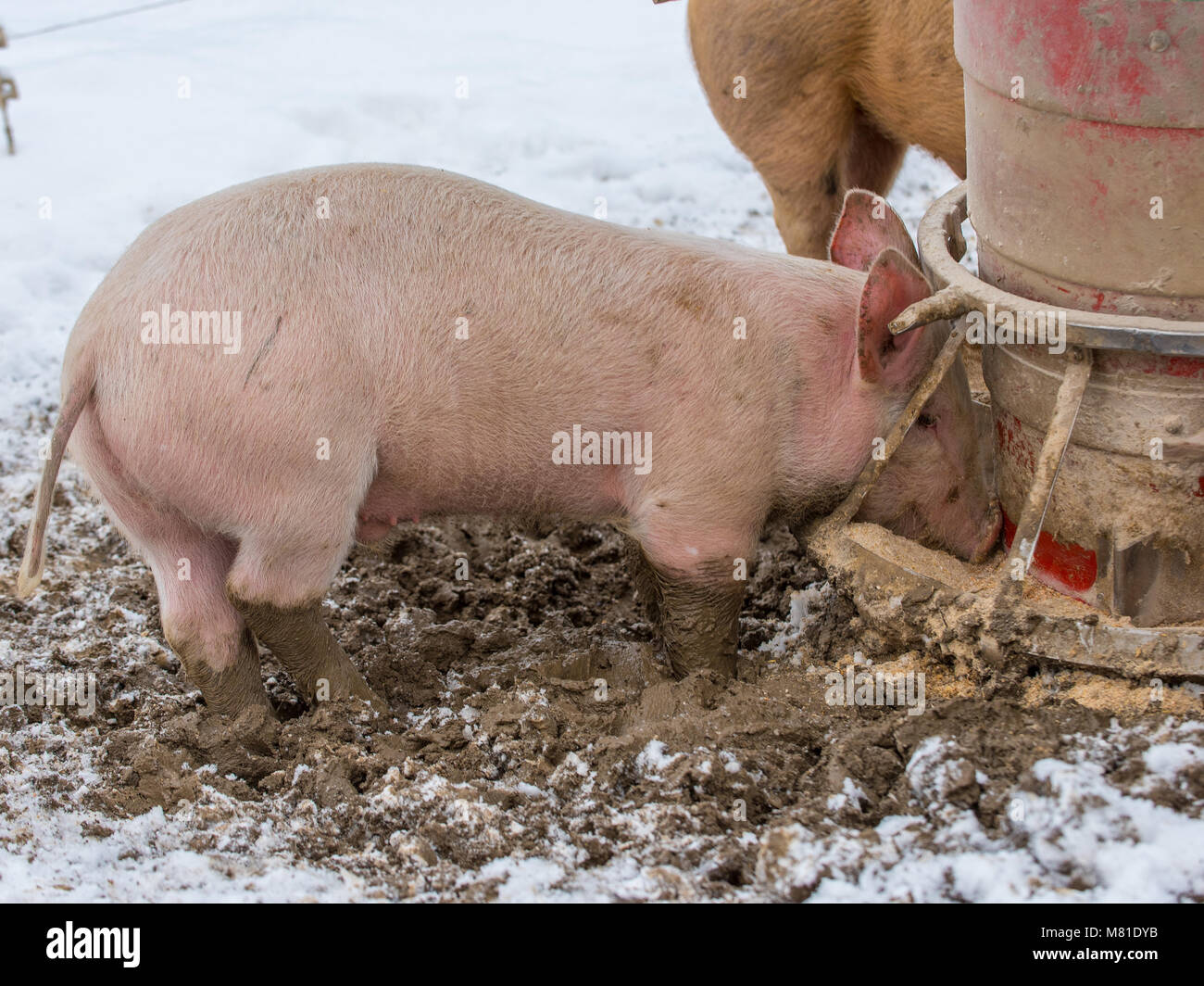 Pigs in the snow 47 Stock Photo - Alamy