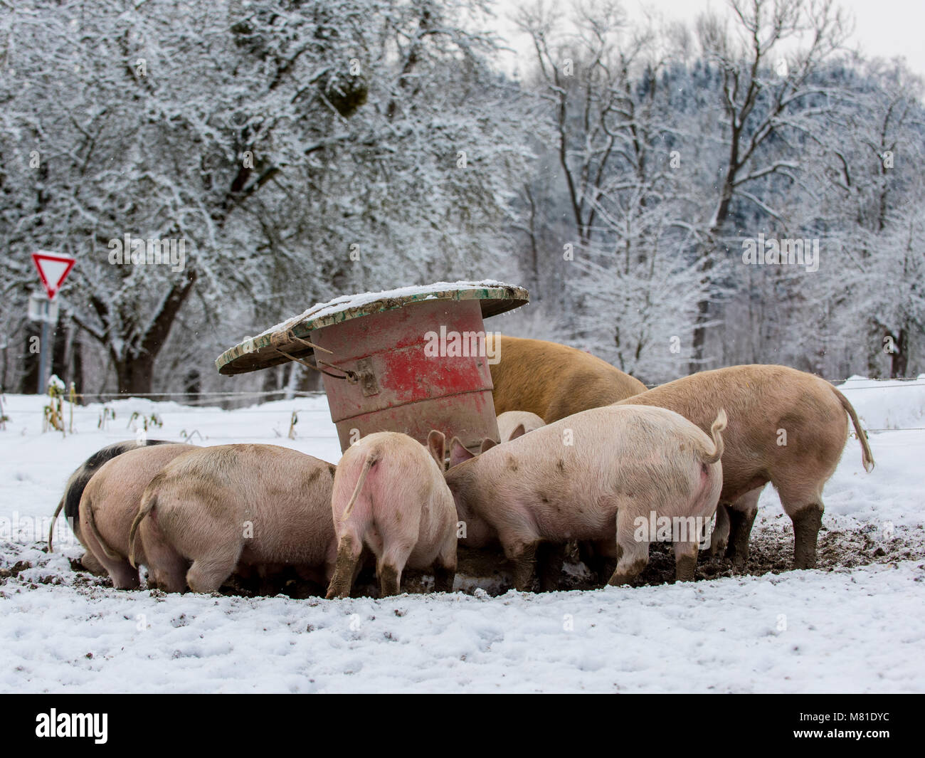 Pigs in the snow 48 Stock Photo - Alamy