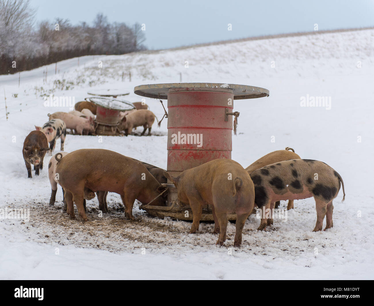 Pigs in the snow 52 Stock Photo - Alamy