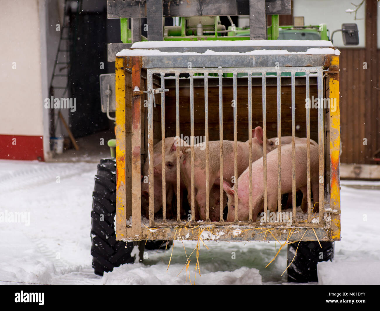Farm pigs in snow hi-res stock photography and images - Alamy