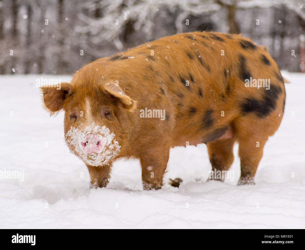 Pigs in the snow 8 Stock Photo - Alamy