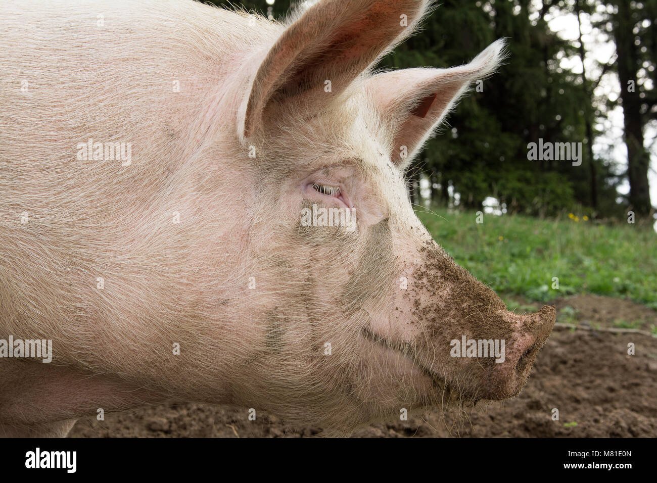 Pigs open range 2 Stock Photo - Alamy