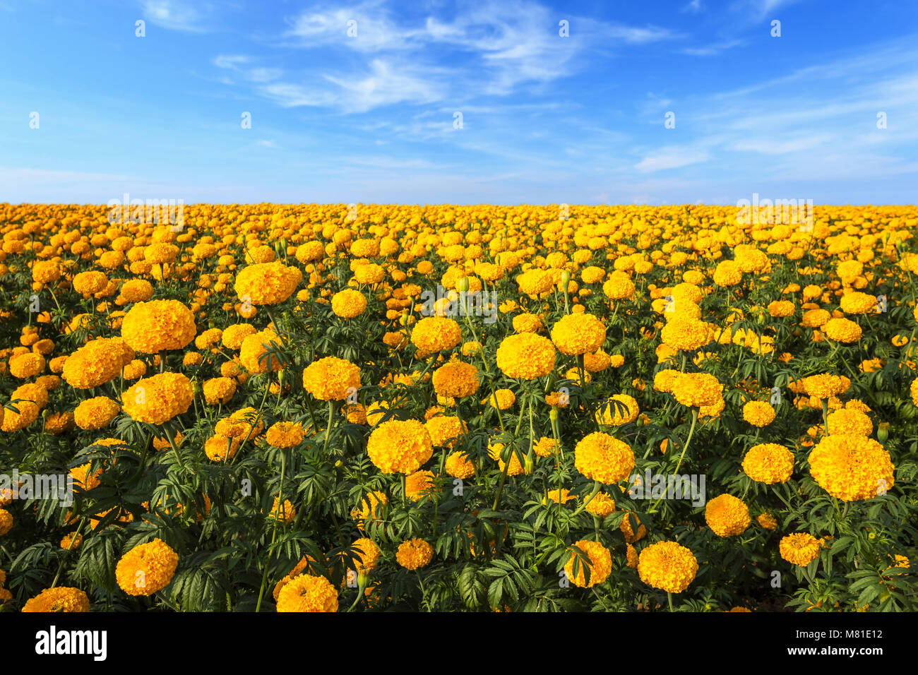 Landscape of Marigold flower in field and blue sky at northern of ...