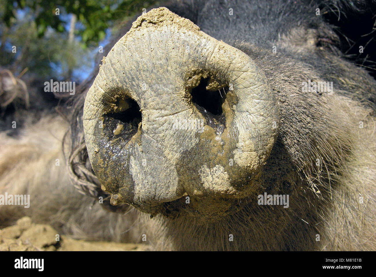Pigs trunk 2 Stock Photo - Alamy
