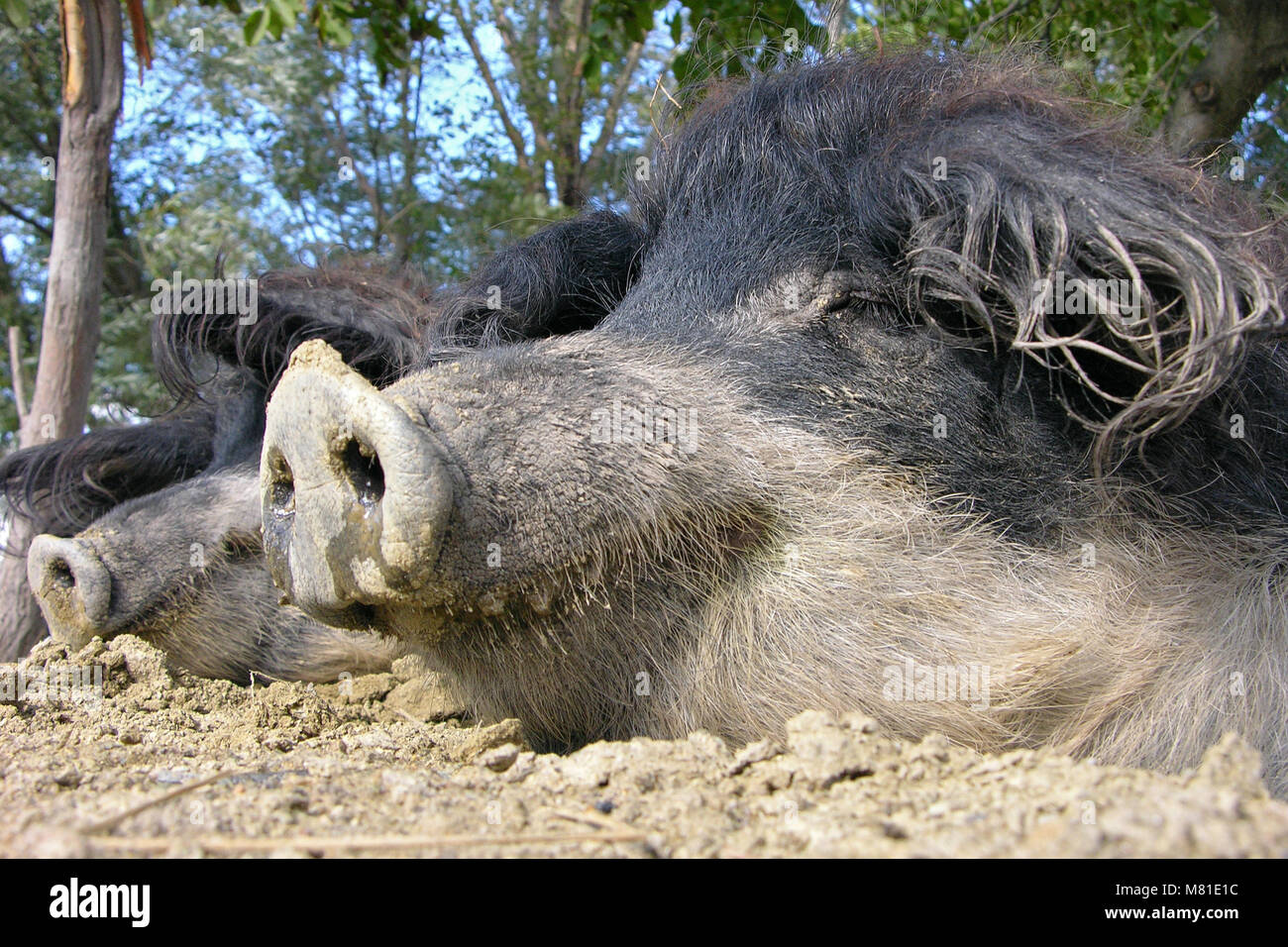 Pigs trunk hi-res stock photography and images - Alamy