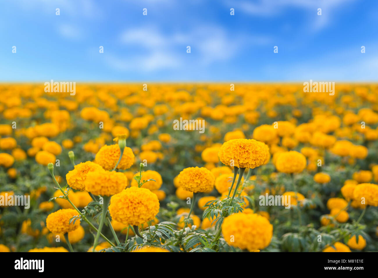 Landscape of Marigold flower in field and blue sky at northern of ...