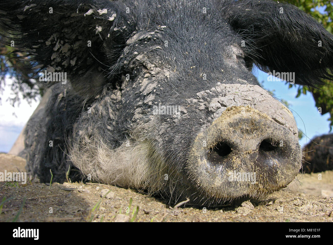 Pigs trunk 4 Stock Photo - Alamy