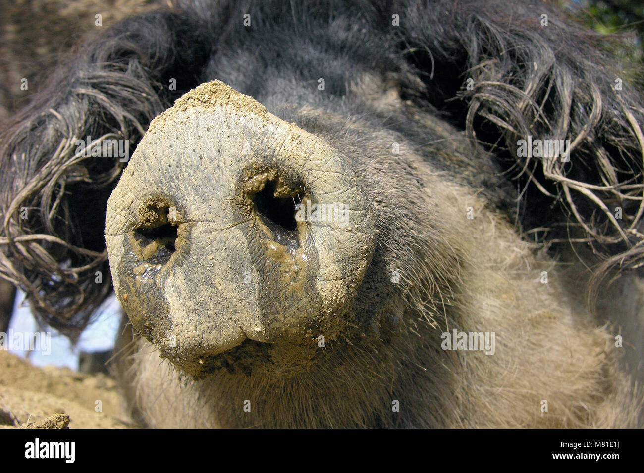 Pigs trunk 7 Stock Photo - Alamy