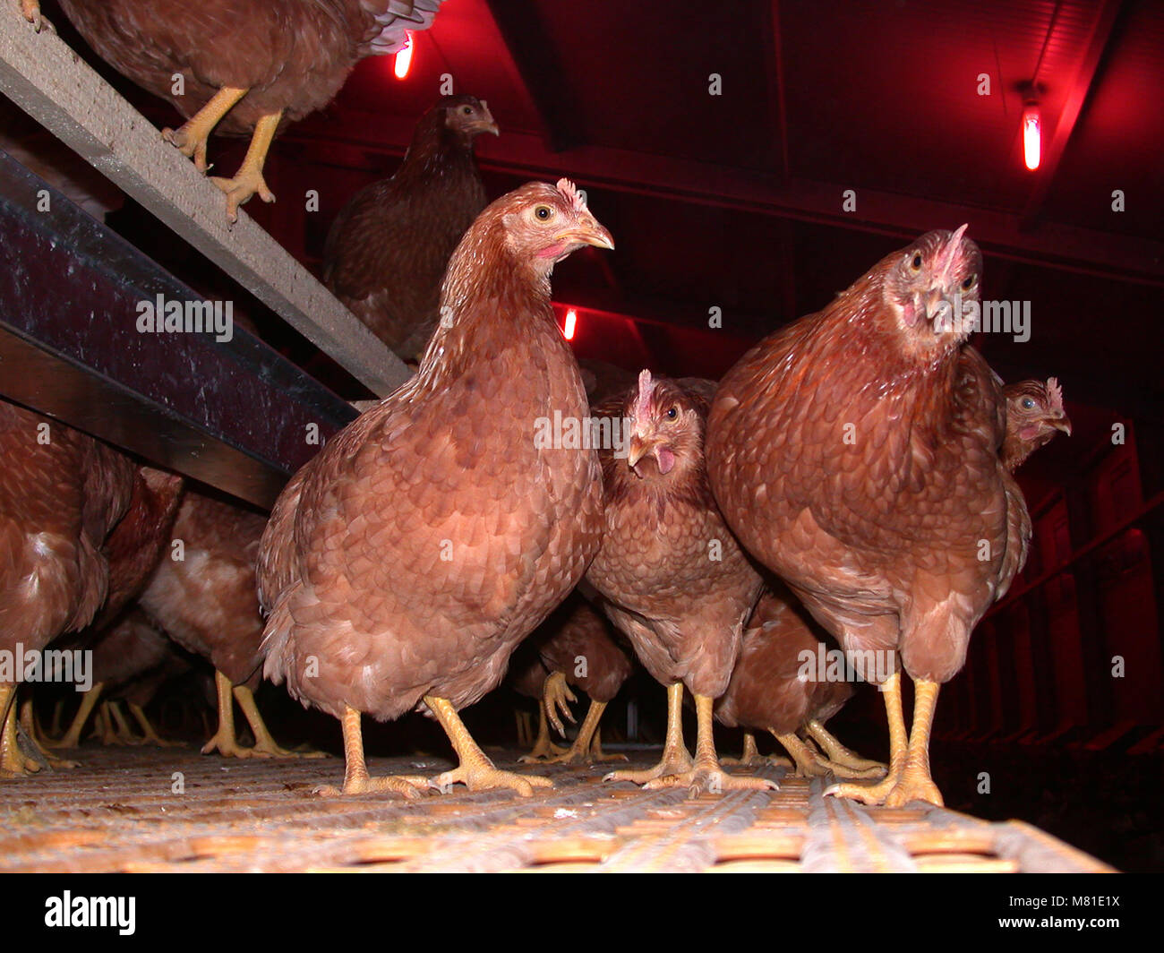 plastic grating 1 Stock Photo - Alamy