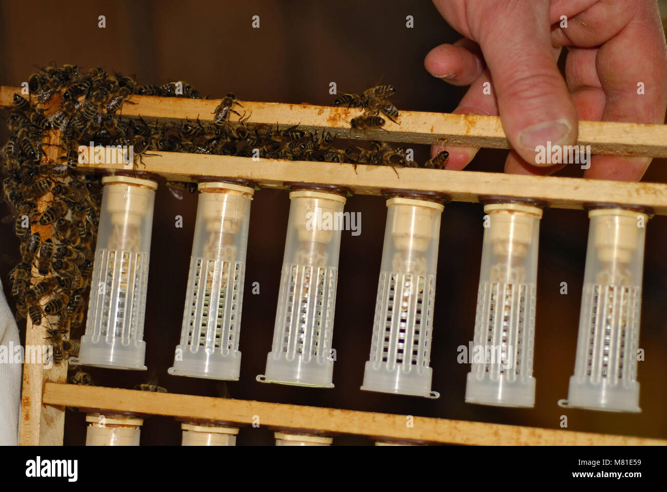 Queen rearing 10 Stock Photo - Alamy