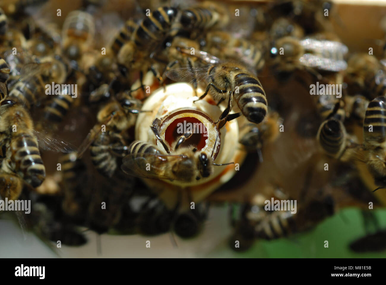 Queen rearing 4 Stock Photo - Alamy