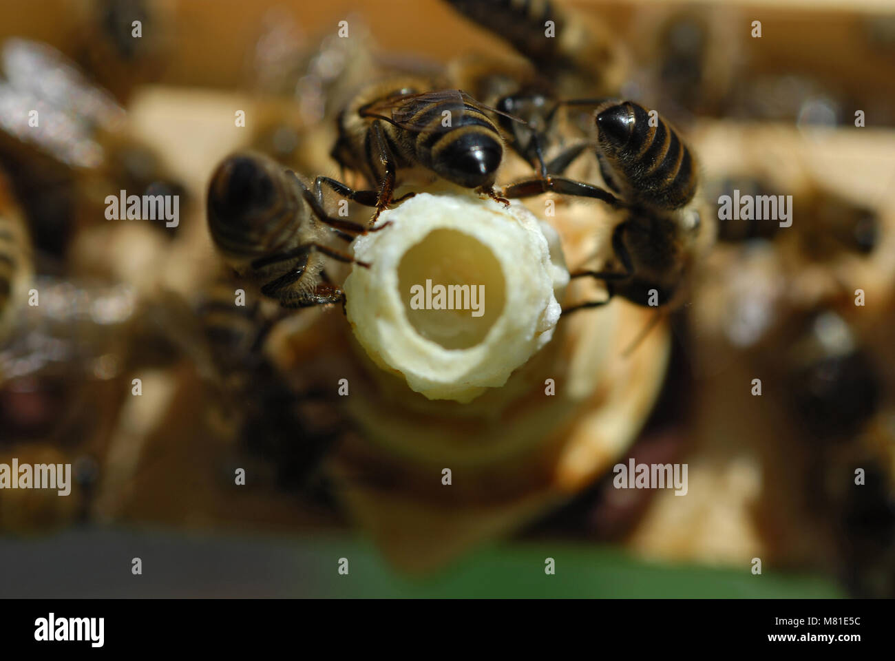 Queen rearing 2 Stock Photo - Alamy