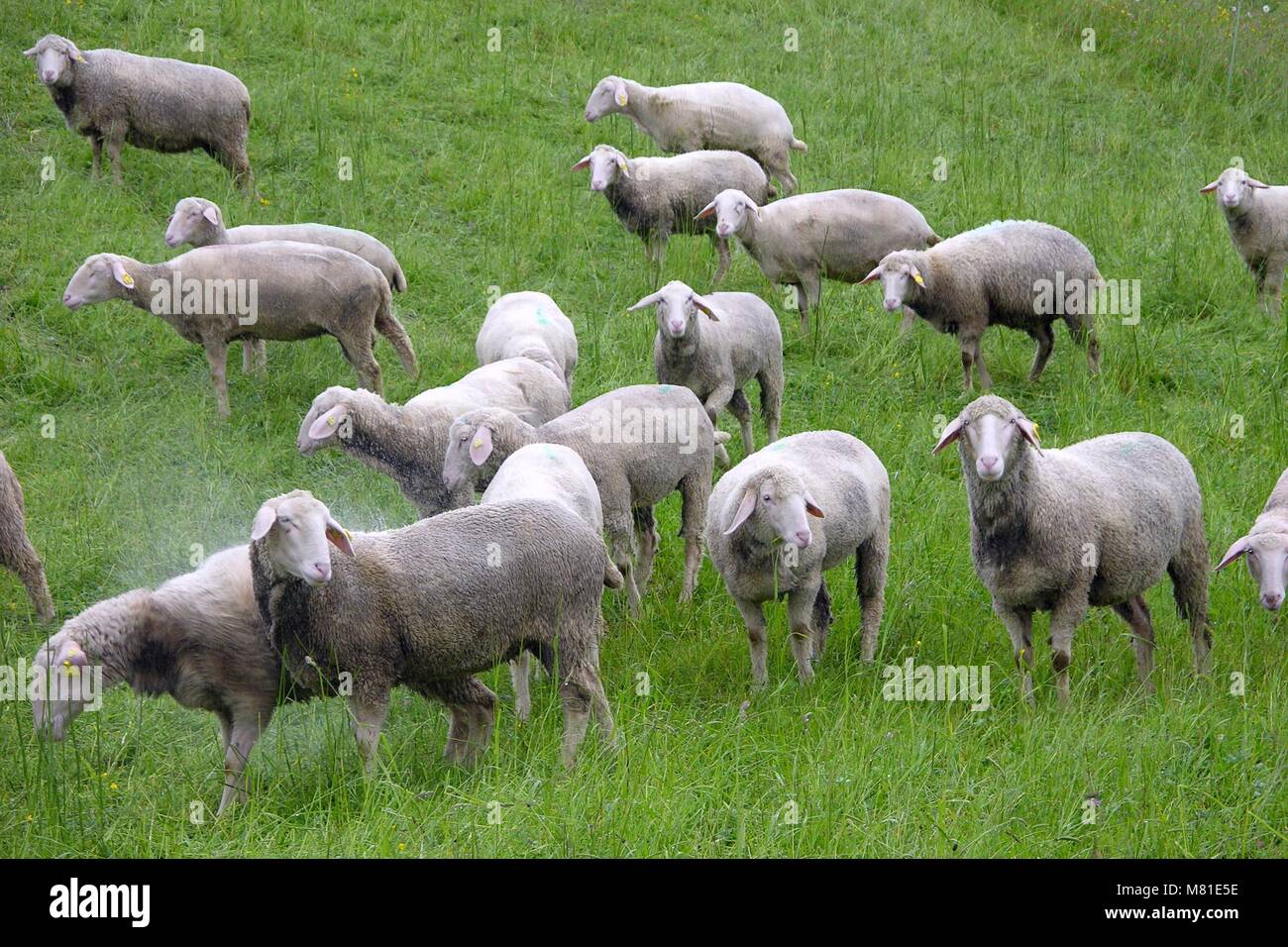 Rain sheep 1 Stock Photo - Alamy