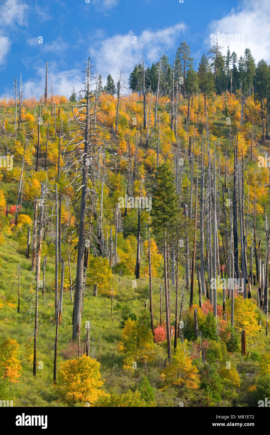 Turtleback dome hi-res stock photography and images - Alamy