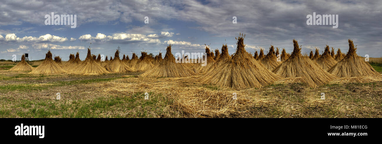 Reed production hi-res stock photography and images - Alamy