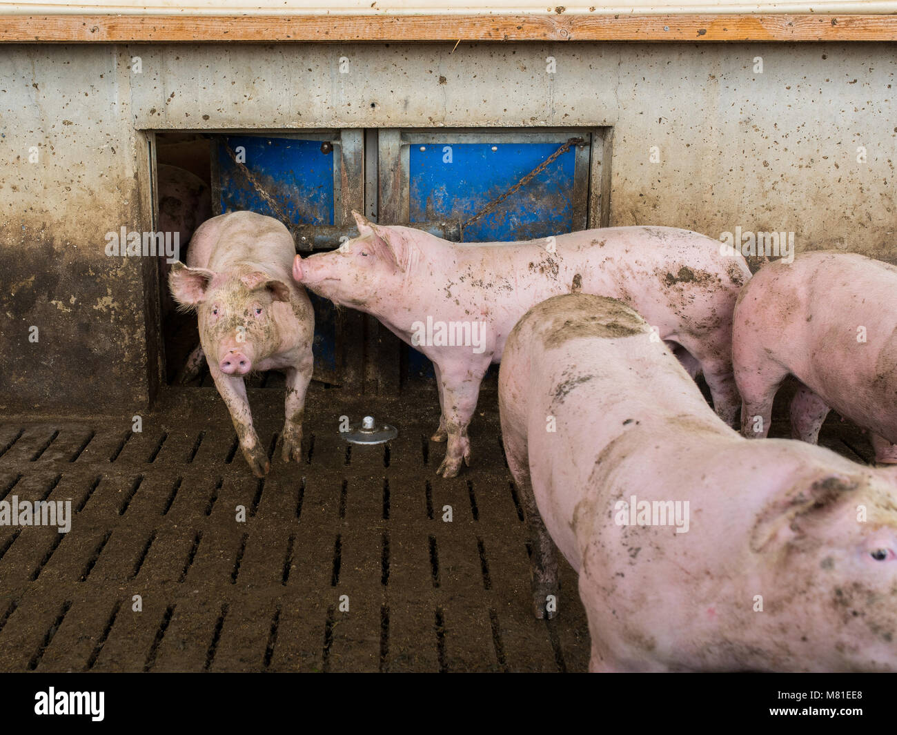 Hoghouse hi-res stock photography and images - Alamy