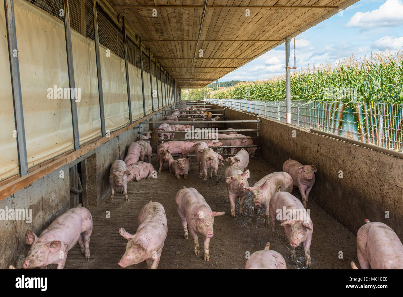 Run pig barn 2 Stock Photo - Alamy