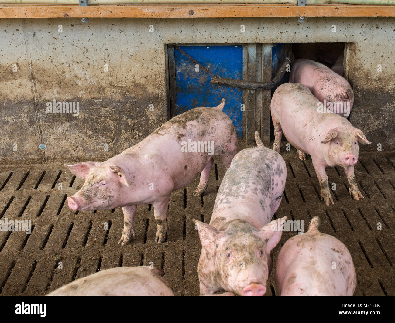 Hoghouse hi-res stock photography and images - Alamy