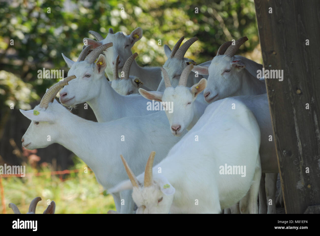 Saanen Goat 11 Stock Photo - Alamy