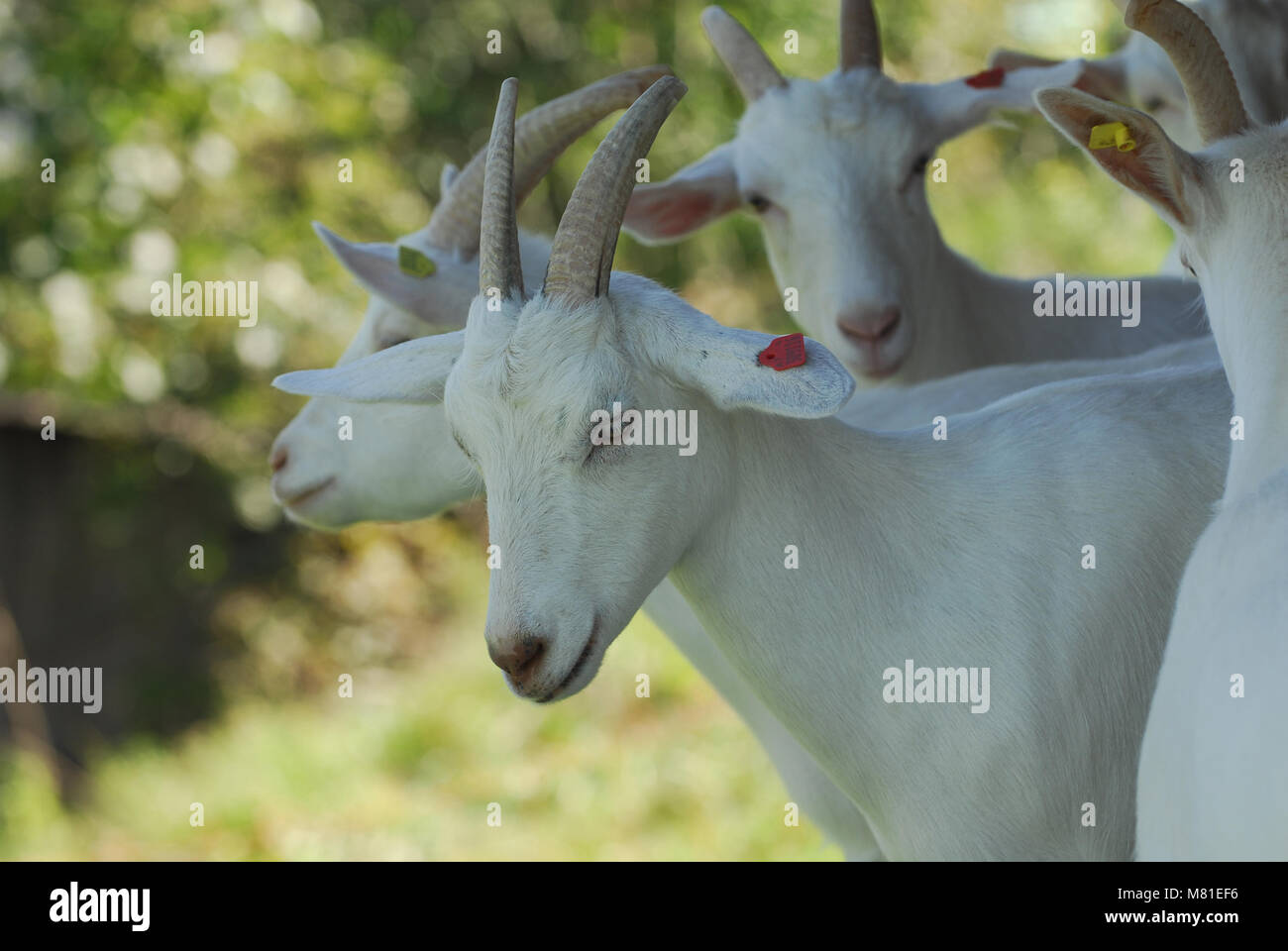 Saanen goat hi-res stock photography and images - Alamy