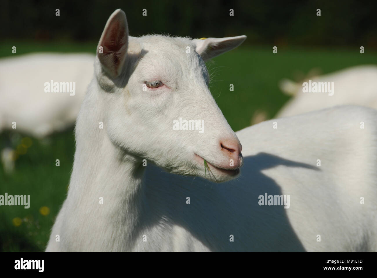 Saanen Goat 4 Stock Photo - Alamy