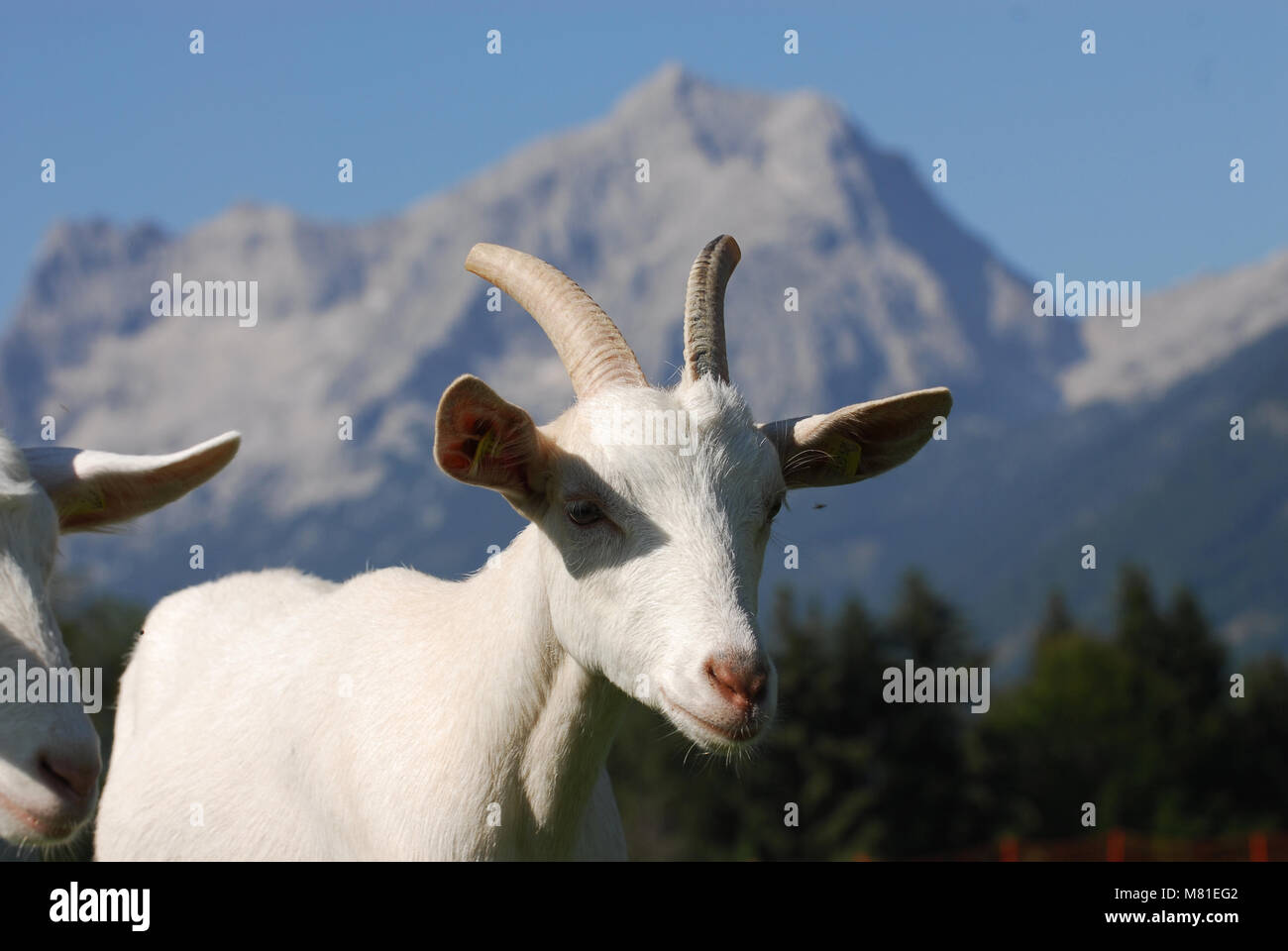 Saanen Goat 9 Stock Photo - Alamy