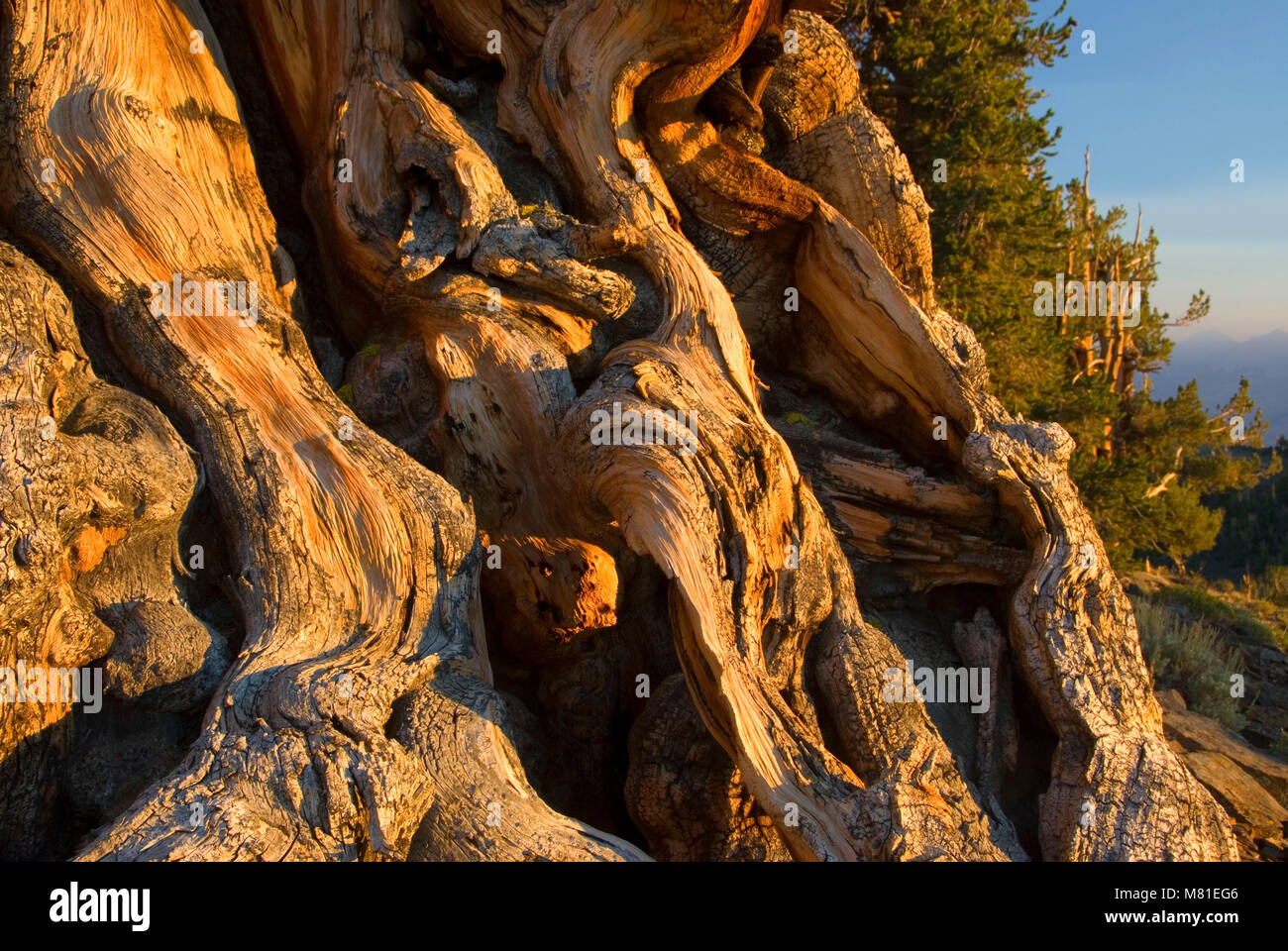 Bristlecone pine, Ancient Bristlecone Pine Forest, Ancient Bristlecone ...