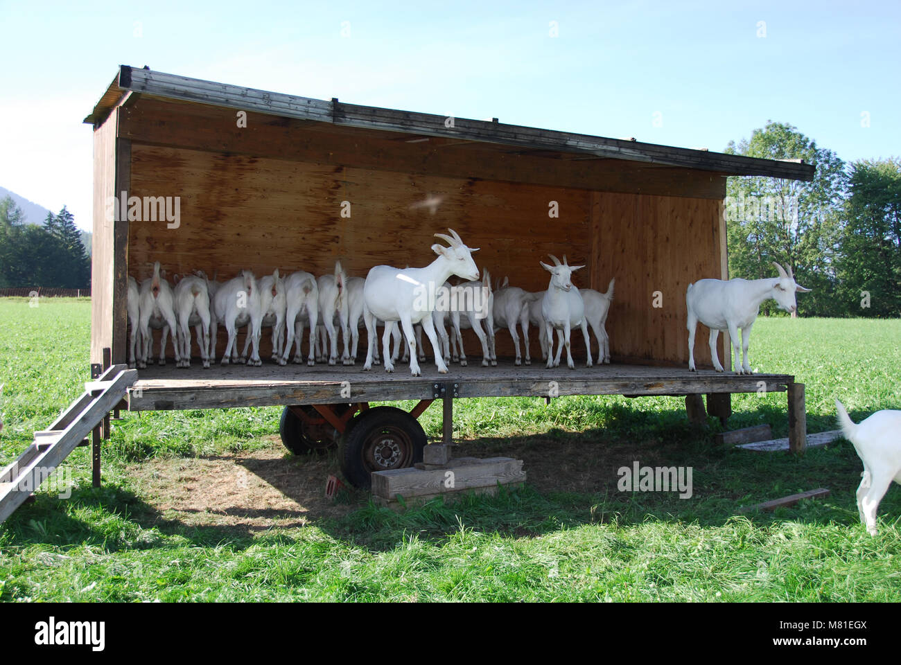 Saanen goats 2 Stock Photo - Alamy