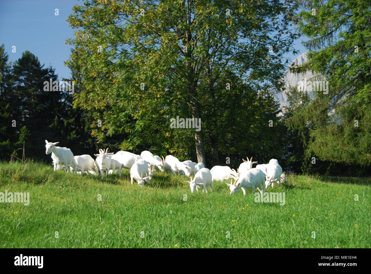 Saanen goats 22 Stock Photo - Alamy